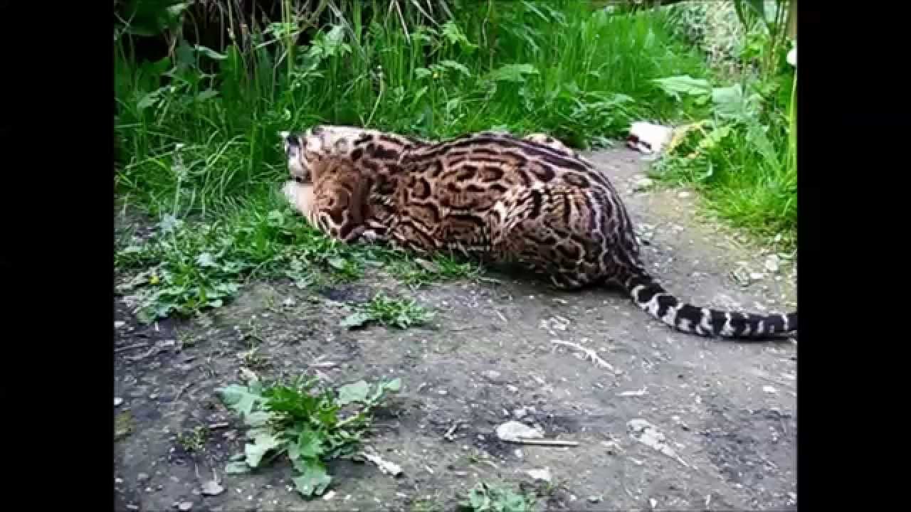 Ocelot Body