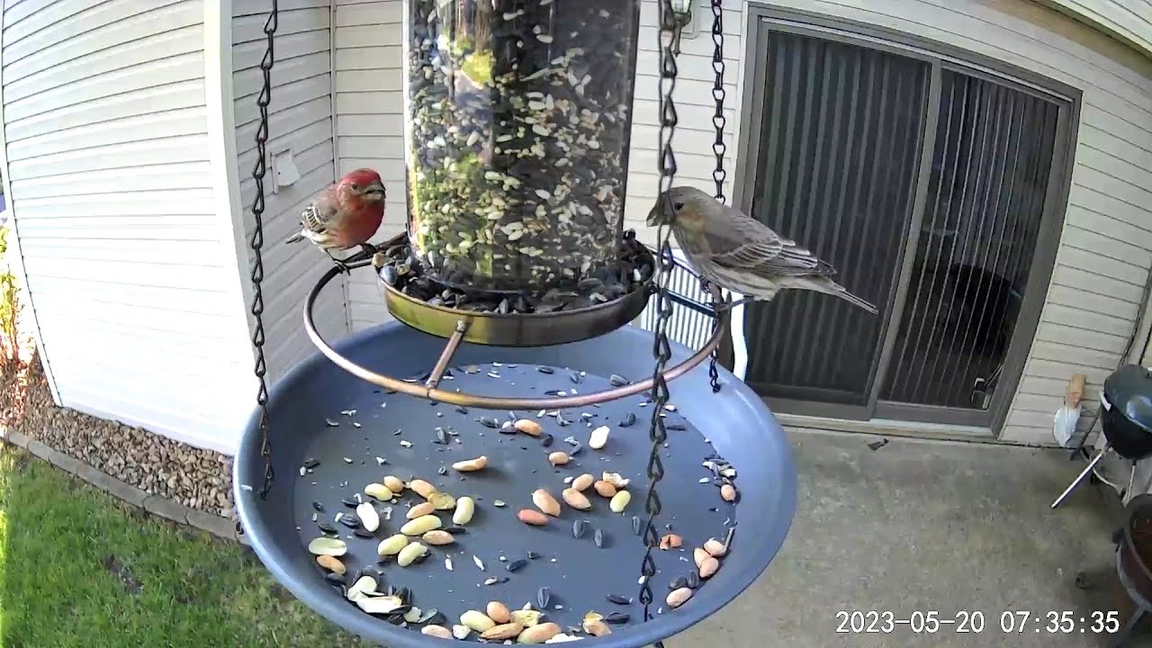 2023/05/20 - A House Finch couple flies in for breakfast on a beautiful ...