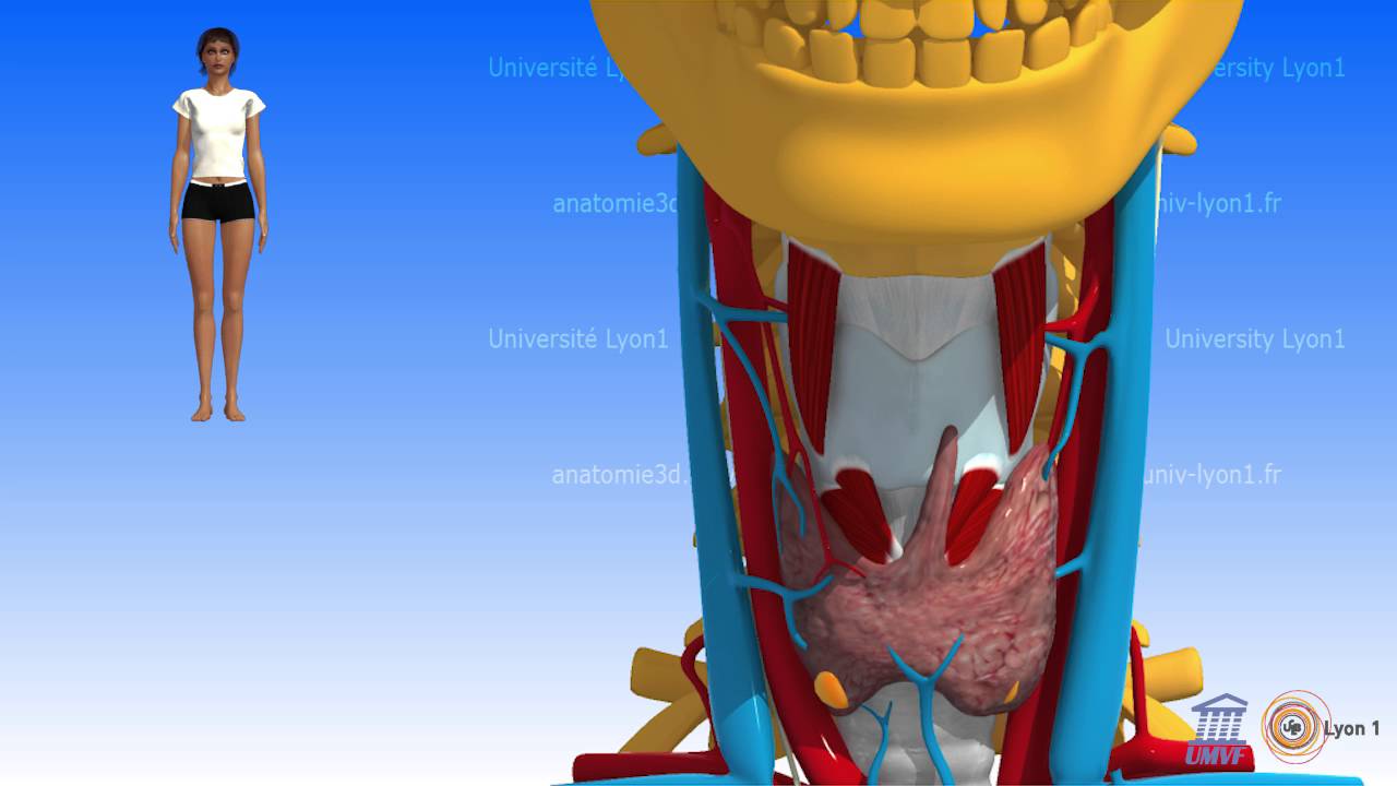 Le larynx. Localisation. - YouTube