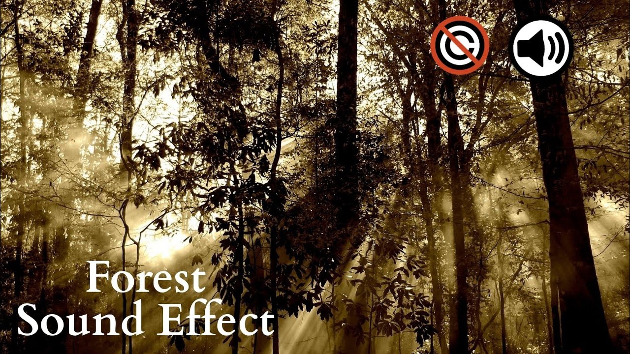 Forest Sound Effect - Forest Sound - YouTube