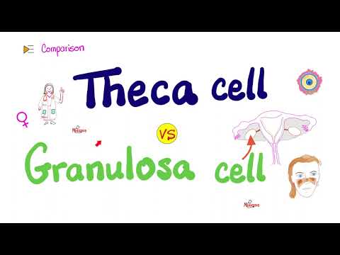 What Does The Theca Do Female Reproductive System