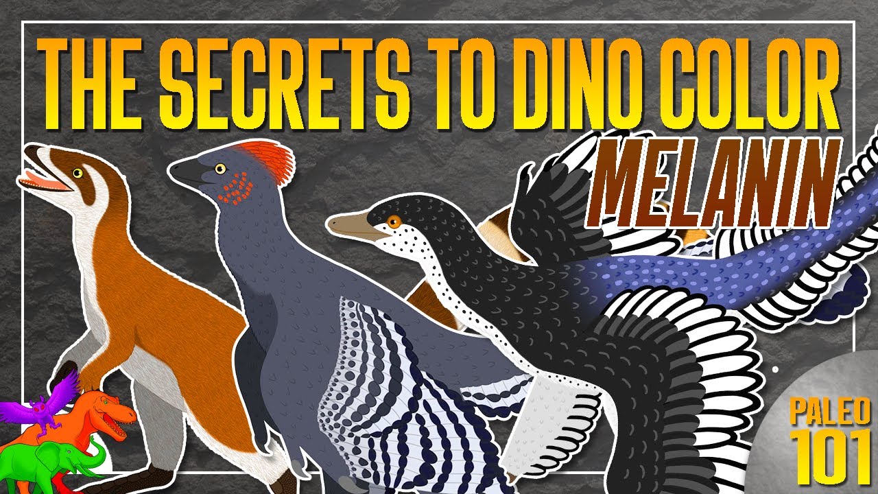 What Color Were Dinosaurs? | All About Melanins | Paleo 101 X ...