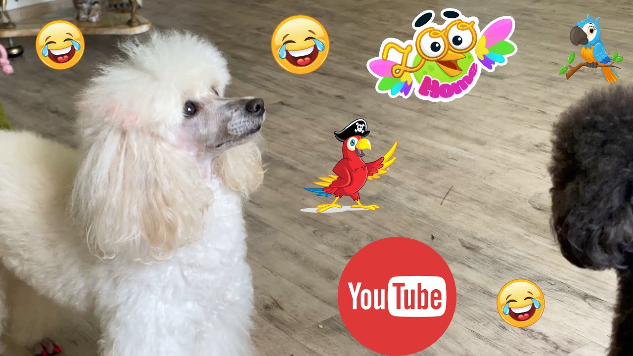 Terry the dog hypnotizes a parrot and Africa the dog nurses the kittens ...