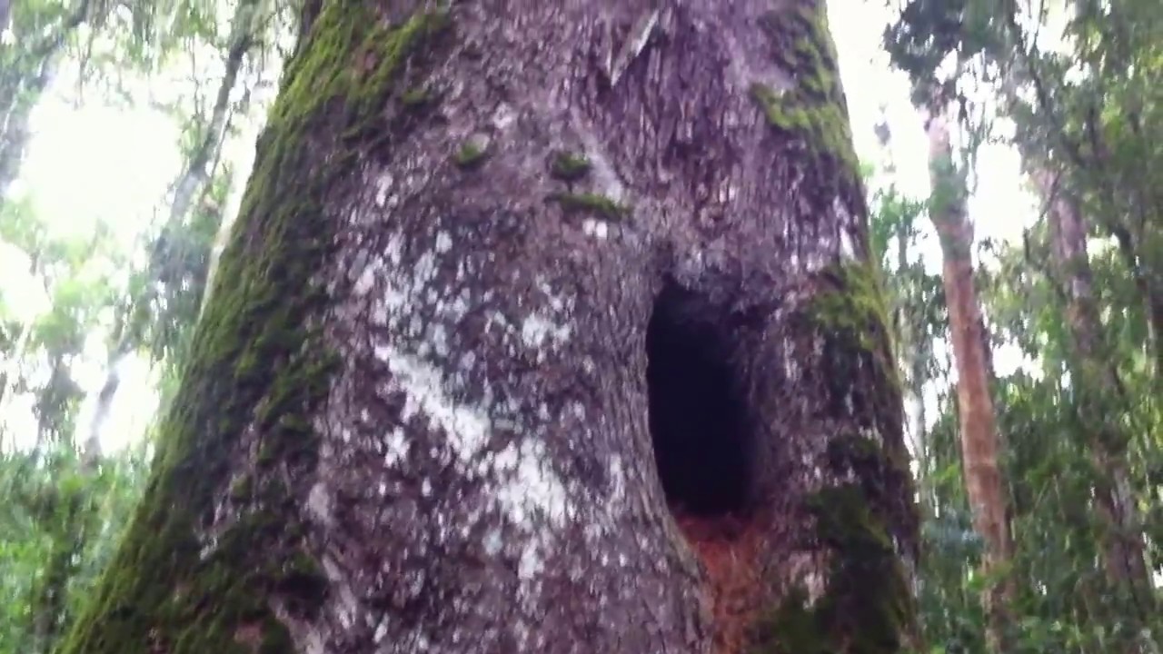Jequitibá Rosa gigante em Carrancas MG- Cariniana legalis. 11,50m ...