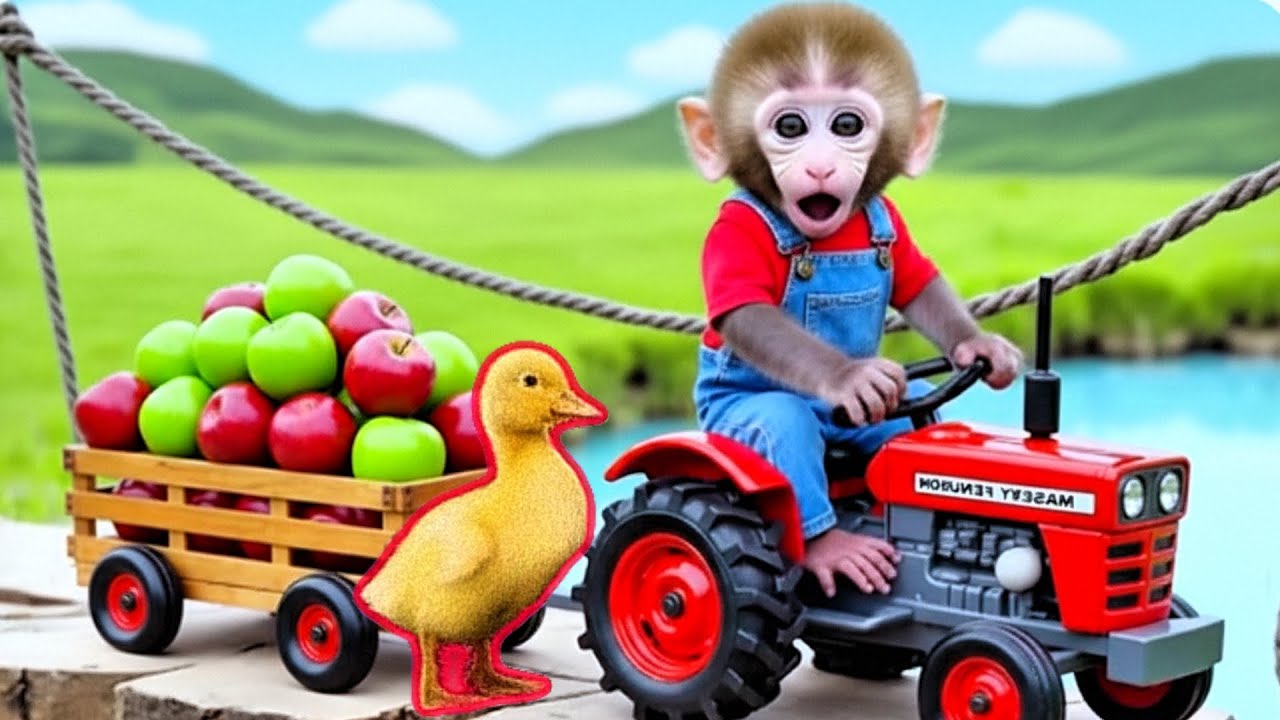 Monkey Farmer And Duckling Drives Tractor To Transport Apples To Market ...