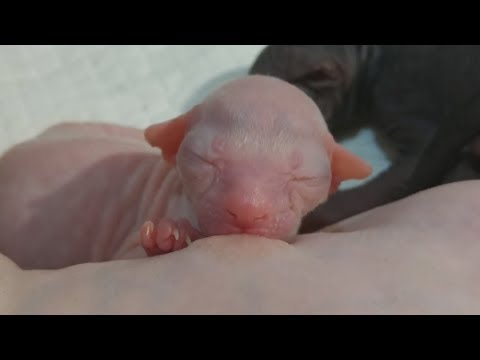 TÜYSÜZ Sphynx Kedisi HAKKİNDA Bilmeniz Gereken 10 Şey