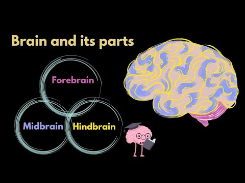 Human Brain and its parts|Forebrain|Midbrain|Hindbrain. - YouTube