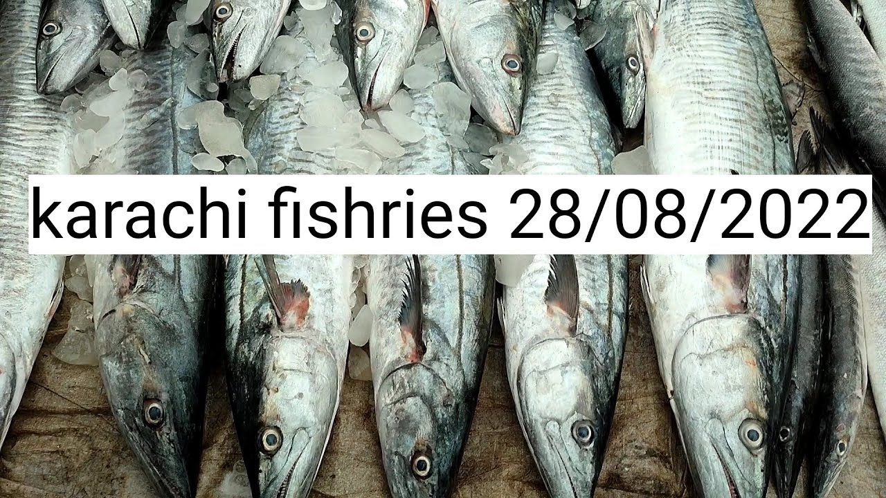 fish video fish rates latest fish rate update fish market karachi ...