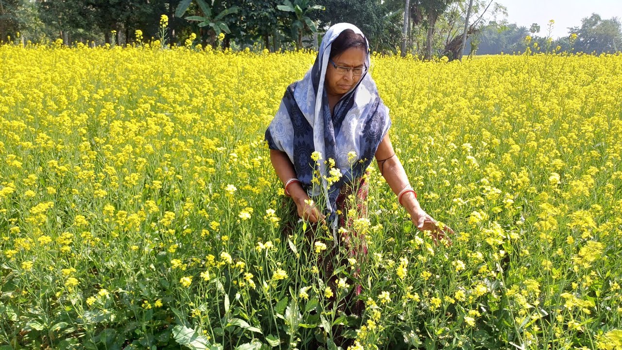 ক্ষেত থেকে সরষে ফুল তুলে রান্না করলাম এক অনবদ্য নতুন রেসিপি | Sorshe ...