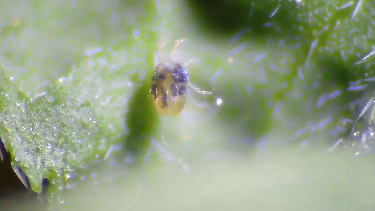 Tetranychus urticae - YouTube