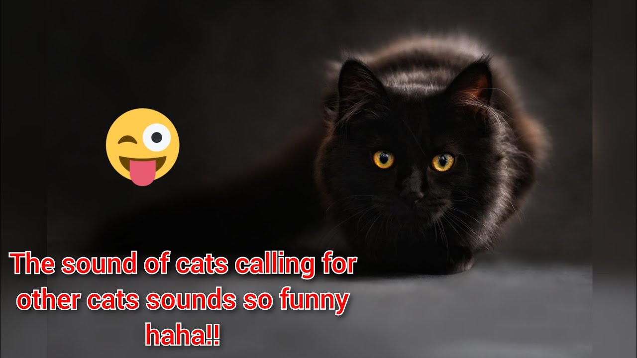 The sound of cats calling for other cats The sound was very disturbing ...