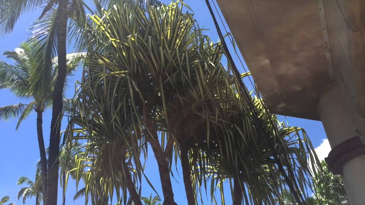 Hala Tree fun facts from Duane Starkman at the Westin Maui Resort and ...