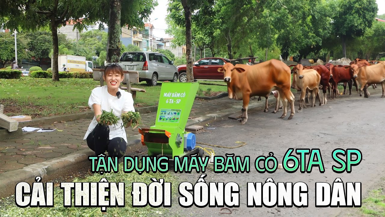 Tư Vấn Chi Tiết Máy Băm Cỏ Giá Dưới 7 Triệu Cho Trang Trại Bò 30 Con ...