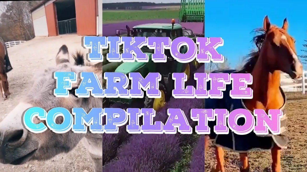 TIKTOK FARM LIFE - HORSES, DONKEYS, PIGS, SQUIRRELS, AND LLAMAS? OLD ...