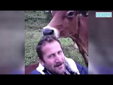 İNEĞE KAFASINI YALATAN KARADENİZLİ DAYI