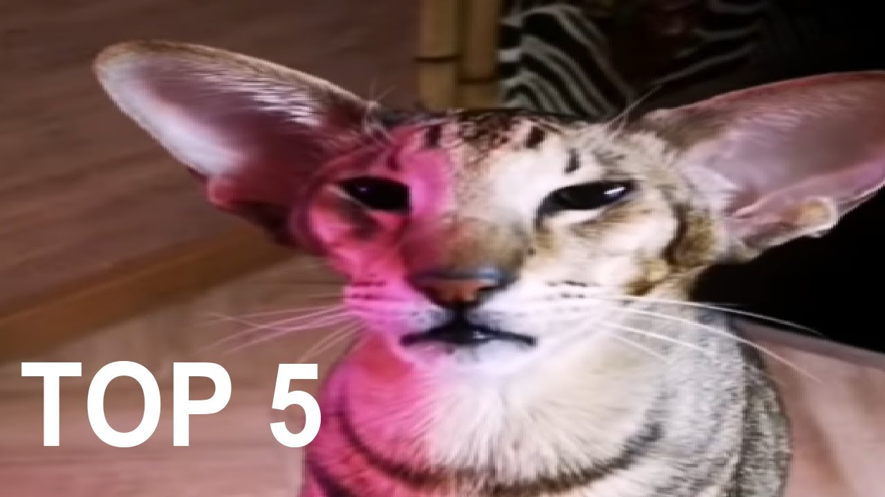 Top 5 cats - PART 2 - YouTube
