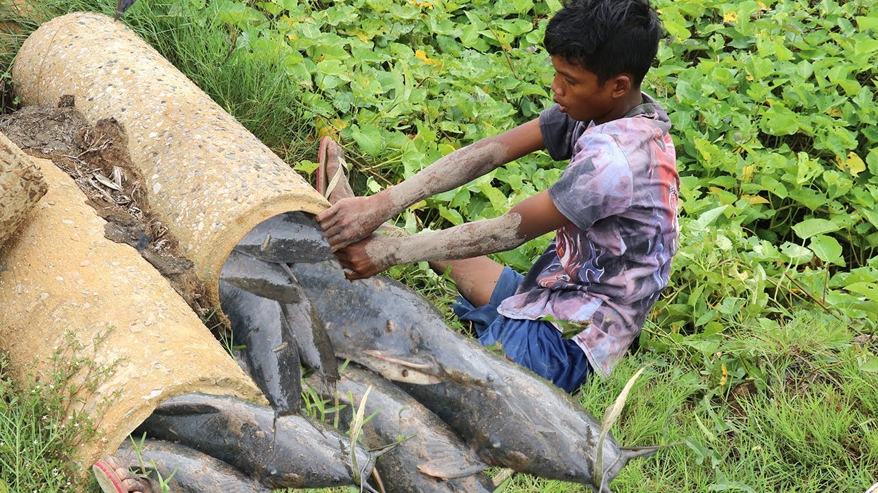 Concrete Pipe Fishing | Amazing Catch Catfish In Concrete Pipe In Dry ...