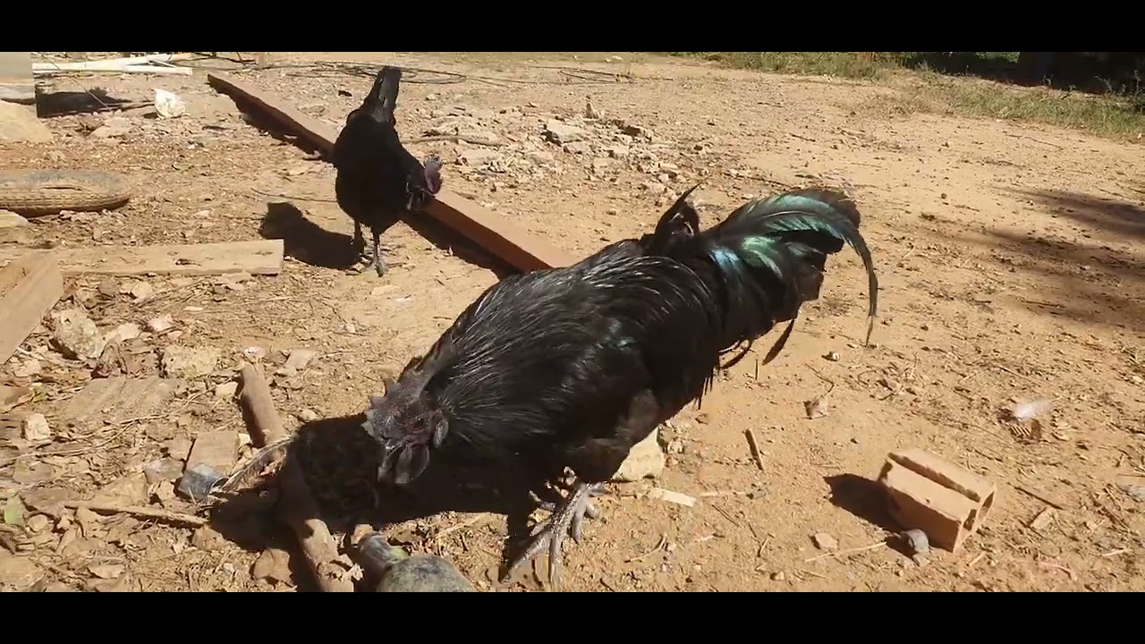 Ayam Cemani lindo. Umas das mais lindas e exóticas raças de galinha ...