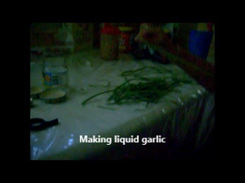 Making liquid garlic - YouTube