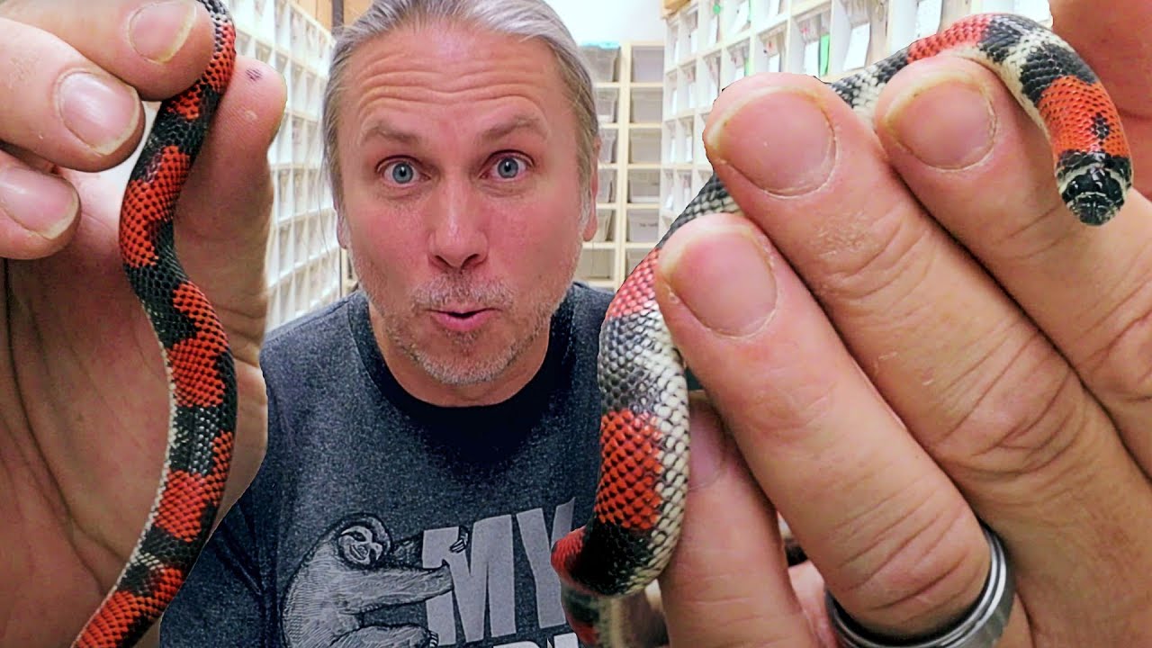 UNBOXING RARE HOGNOSE SNAKES!! SO EXCITED!! | BRIAN BARCZYK - YouTube