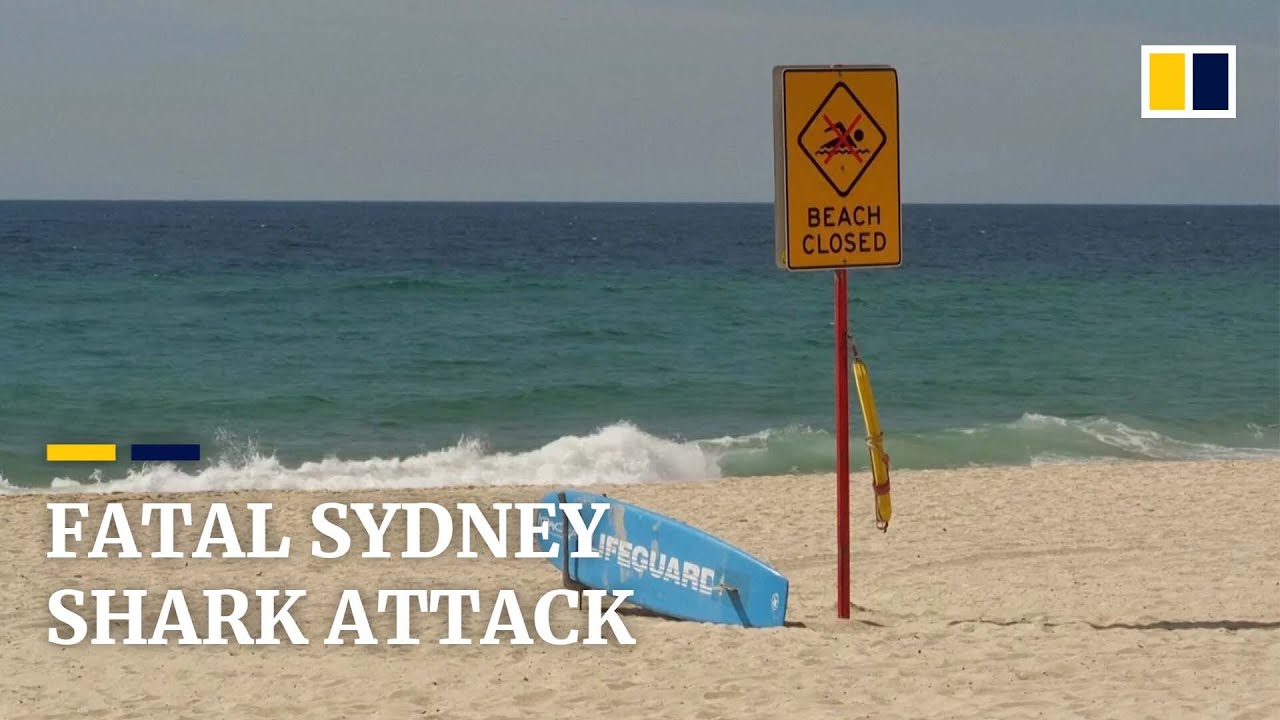 Scuba diver dies in first fatal shark-attack in Sydney since 1963 - YouTube