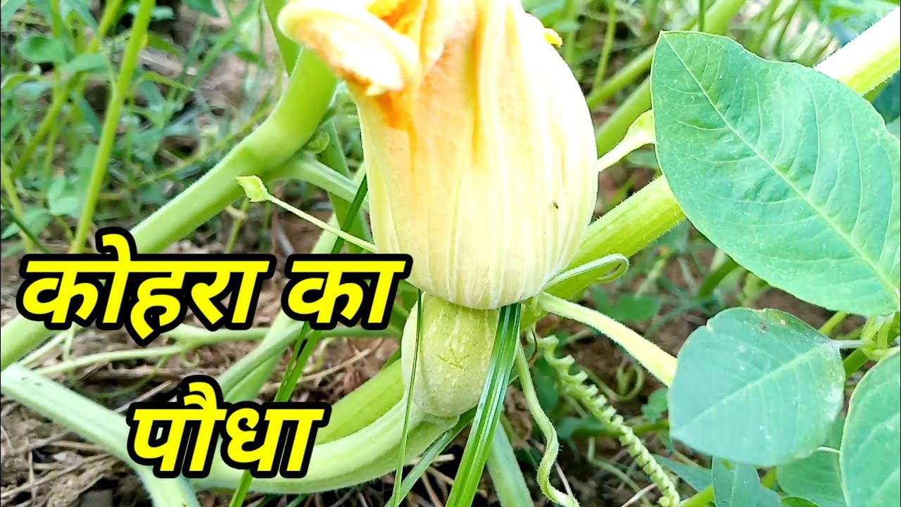 कोहरा का पौधा || full details || kohra ka far - YouTube