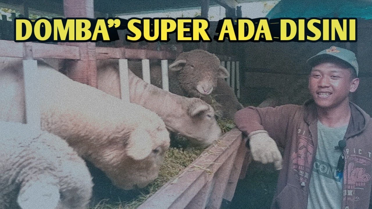 PEMUDA CERDAS 21 TAHUN UDAH JADI PETERNAK DOMBA MAS FANI BATUR ...