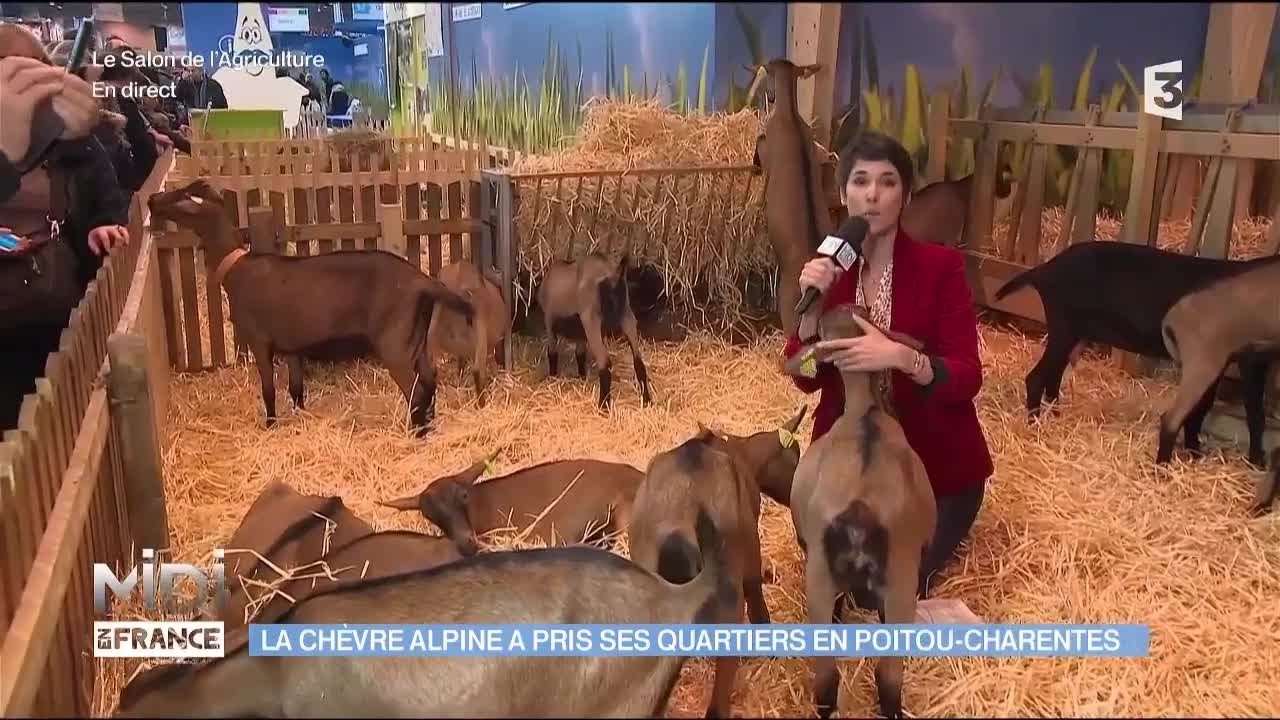 ANIMAUX : La chèvre Alpine a pris ses quartiers en Poitou-Charentes ...