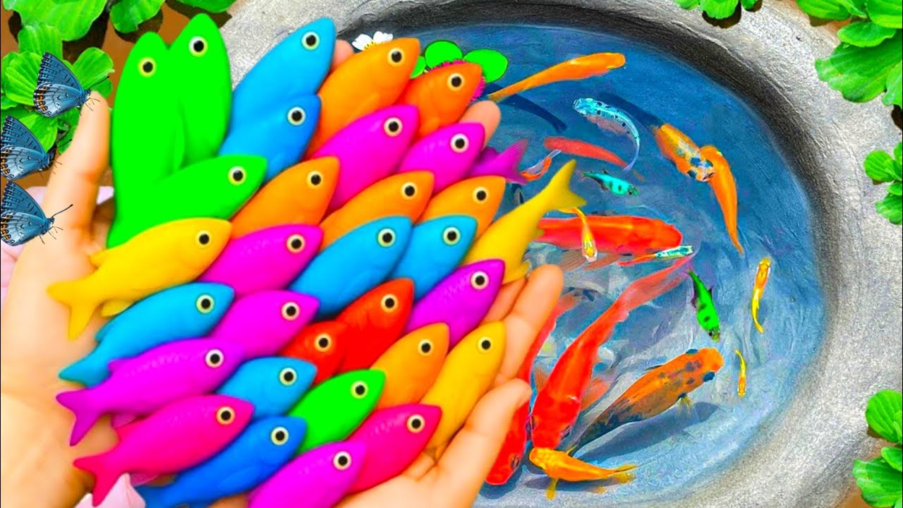 Colorful Aquarium Fish Catch in Small Pond, Dragon Fish, Neon Fish ...