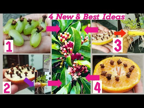 4 New Ideas:How to grow clove plant from seeds|Growing clove plant from ...