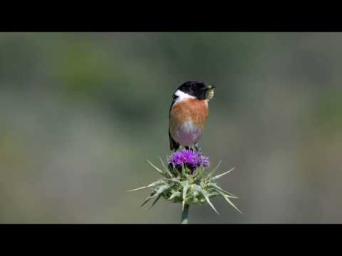 Taşkuşu [ European Stonechat » Saxicola rubicola ]