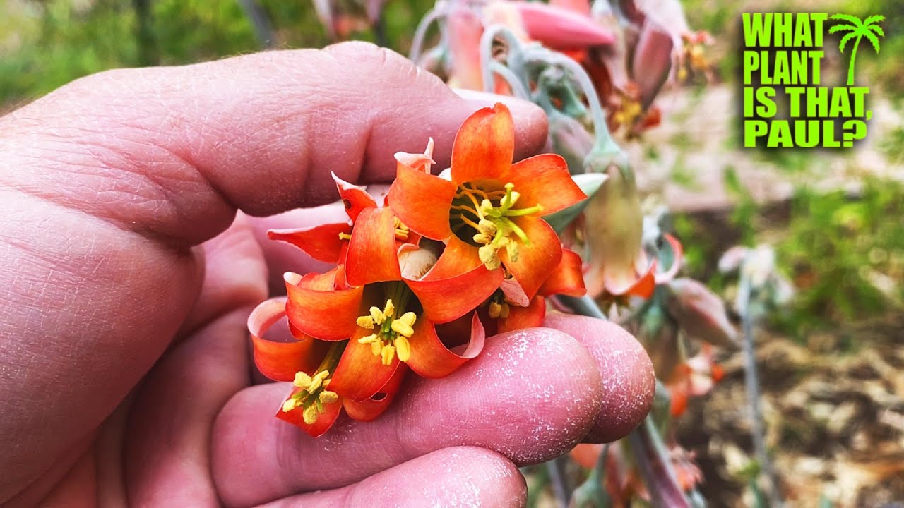 Cotyledon orbiculata oblonga 'Flavida' (Finger Aloe) Chalky finger-like ...