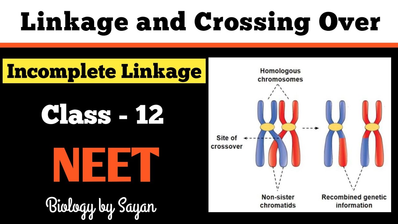 Incomplete Linkage, Linkage and Crossing over, Genetics, Class 12, NEET ...