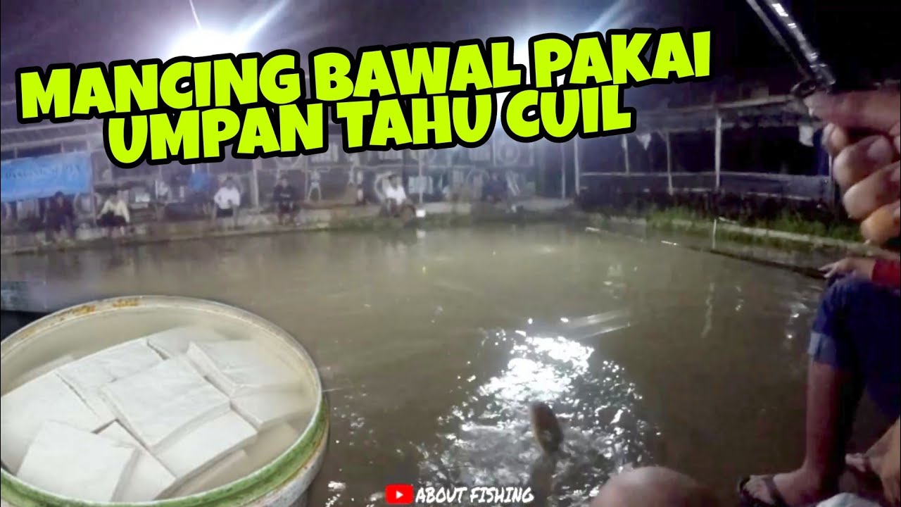 Mancing Bawal Dengan Umpan Tahu Cuilan - YouTube