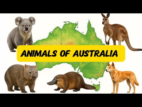 Animals of Australia for Kids | Learn Australian Wildlife | Educational ...