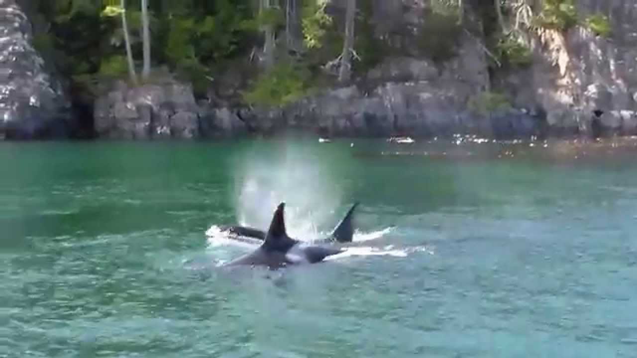 Resident Orcas in Blackfish Sound - YouTube