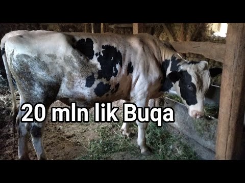 Dunyodagi  eng kotta buqa .