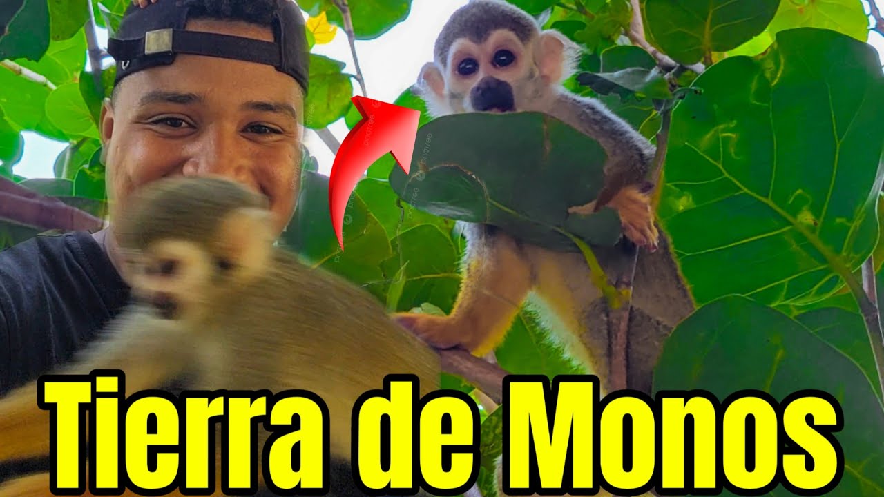 Monkey Land POP ‐ Un Lugar Mágico que No Creerás Que Existe 🐒 - YouTube