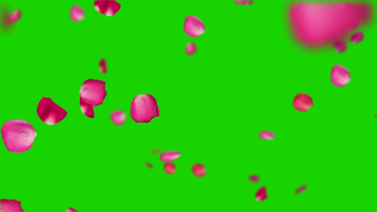 Green screen/Rose Petals/free to use - YouTube