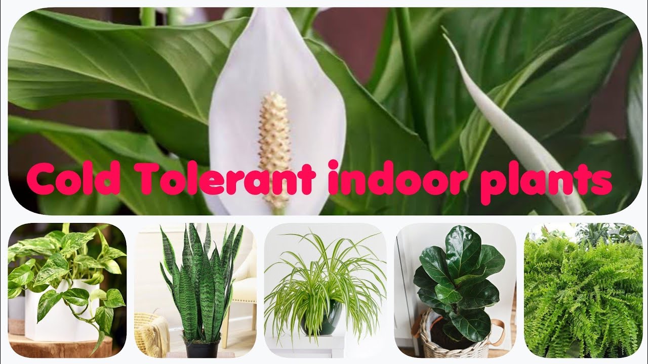 Cold room plants,Cold tolerant Plant,Indoor cold tolerant plants,Plants ...