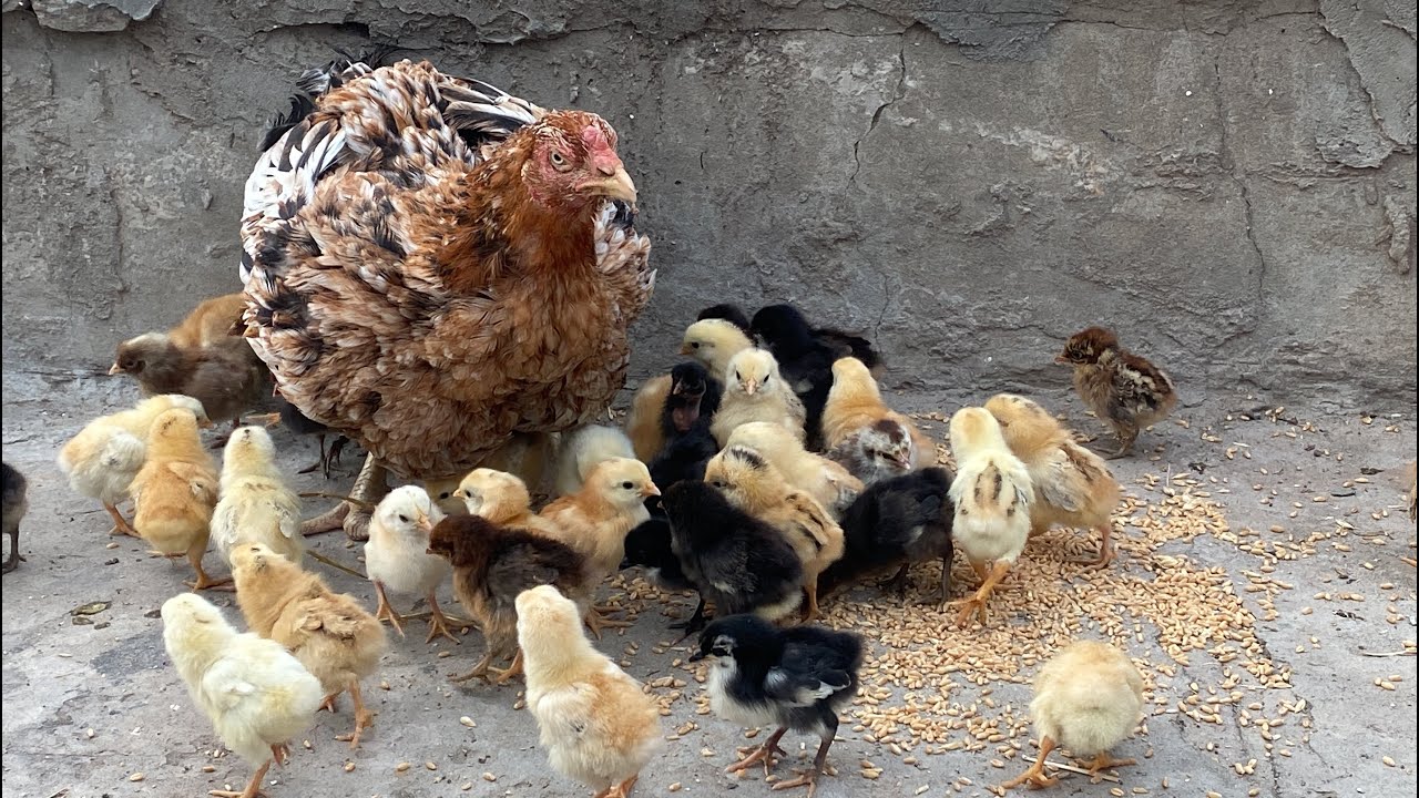 Hen Harvesting Eggs to chicks with 100% Result - Hen Harvesting 15 Baby ...