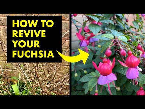 How to Revive a Fuchsia Plant - YouTube