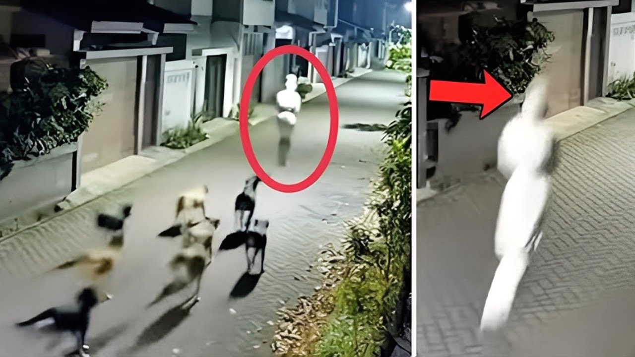MULTO TINUGIS NG MGA ASO PINAKA NAKAKATAKOT NA VIDEO SA INTERNET - YouTube