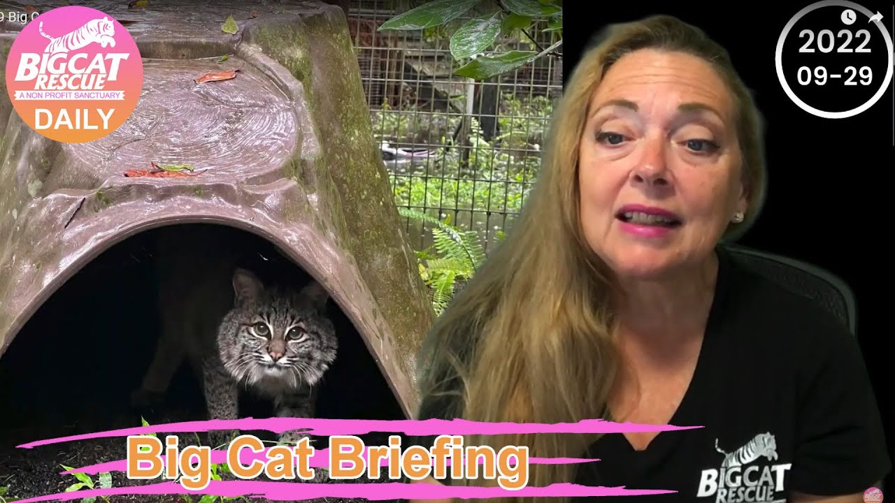 2022 09 29 Big Cat Briefing - YouTube