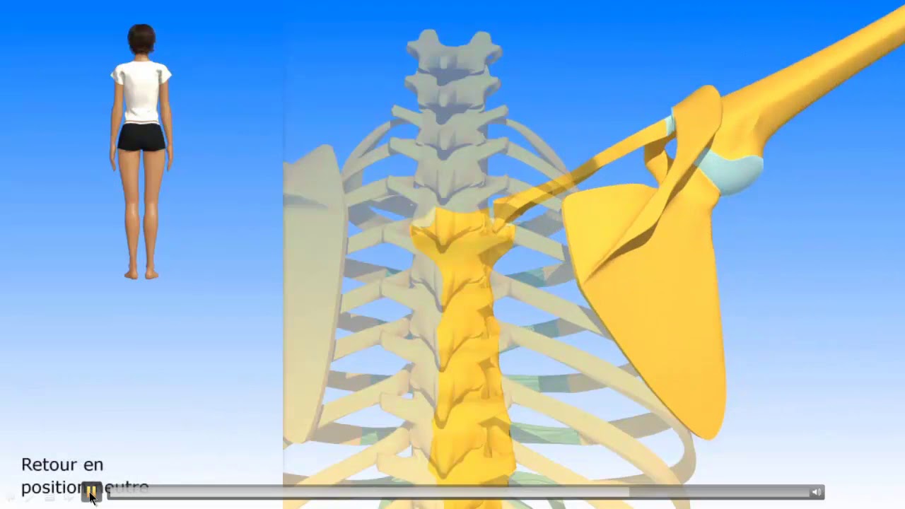 Mouvements de la scapula lors d'une élévation du bras - YouTube