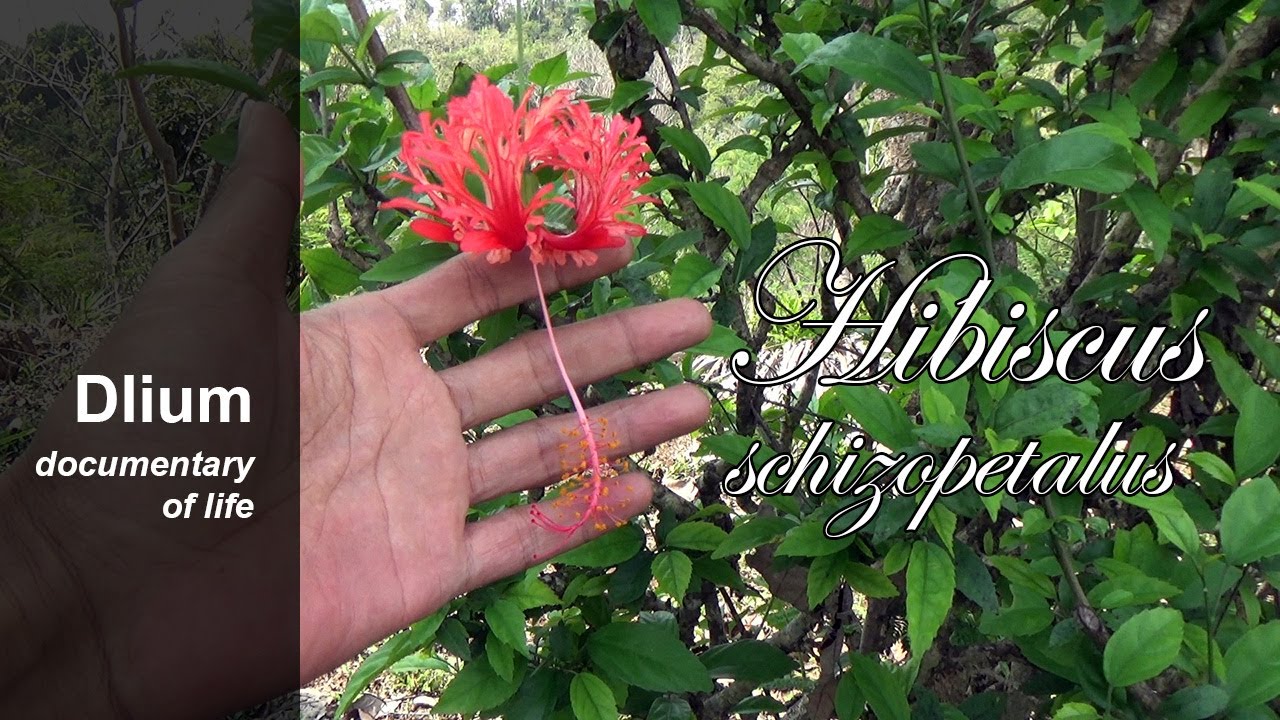 Spider hibiscus (Hibiscus schizopetalus) - YouTube