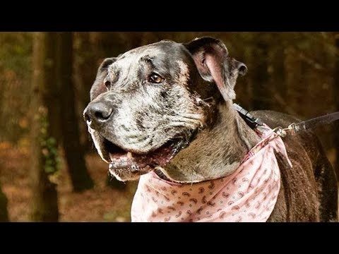 Morgan The World's Tallest Female Dog - YouTube