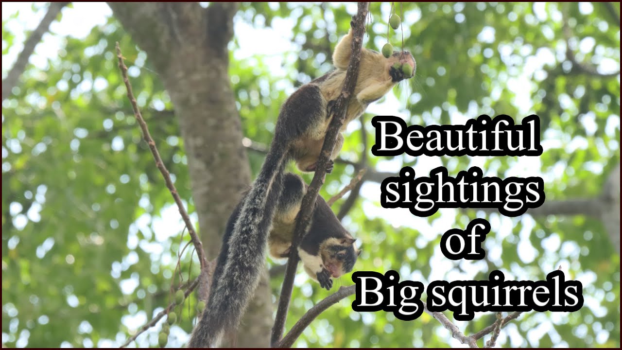 Beautiful Sightings of Big Squirrels | The grizzled giant squirrel ...