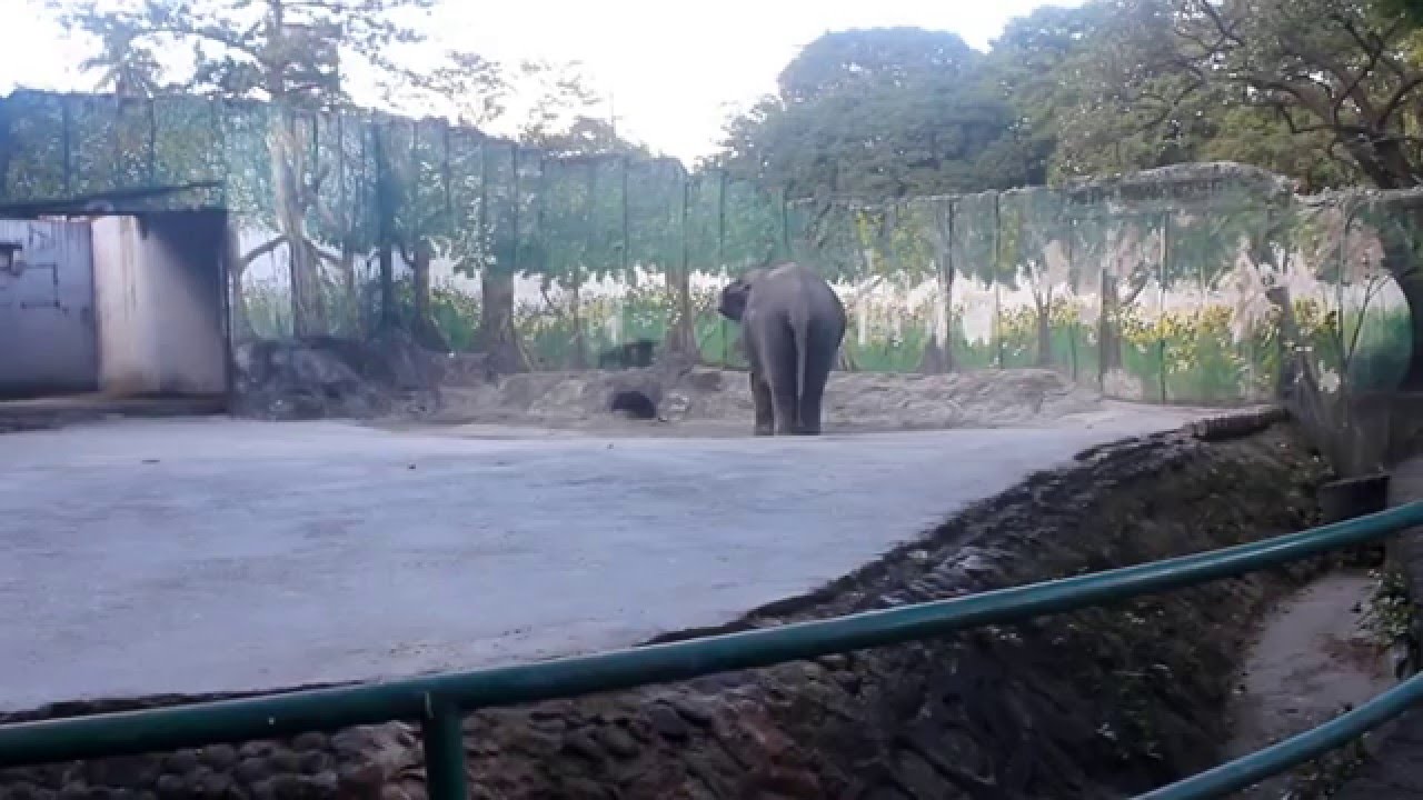 Philippines Manila Zoo - Family Bonding with "Mali" the elephant - YouTube