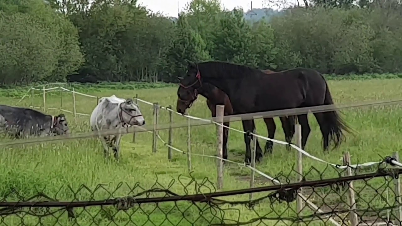 Latvijas zilā govs satiekas ar zirgiem. - YouTube